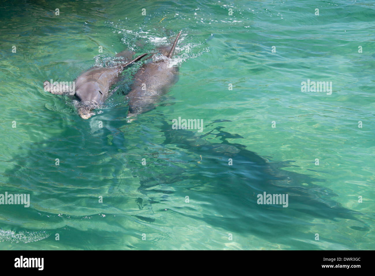 Honduras, Honduran Bay Islands, Roatan. Anthony's Key, three bottlenose ...