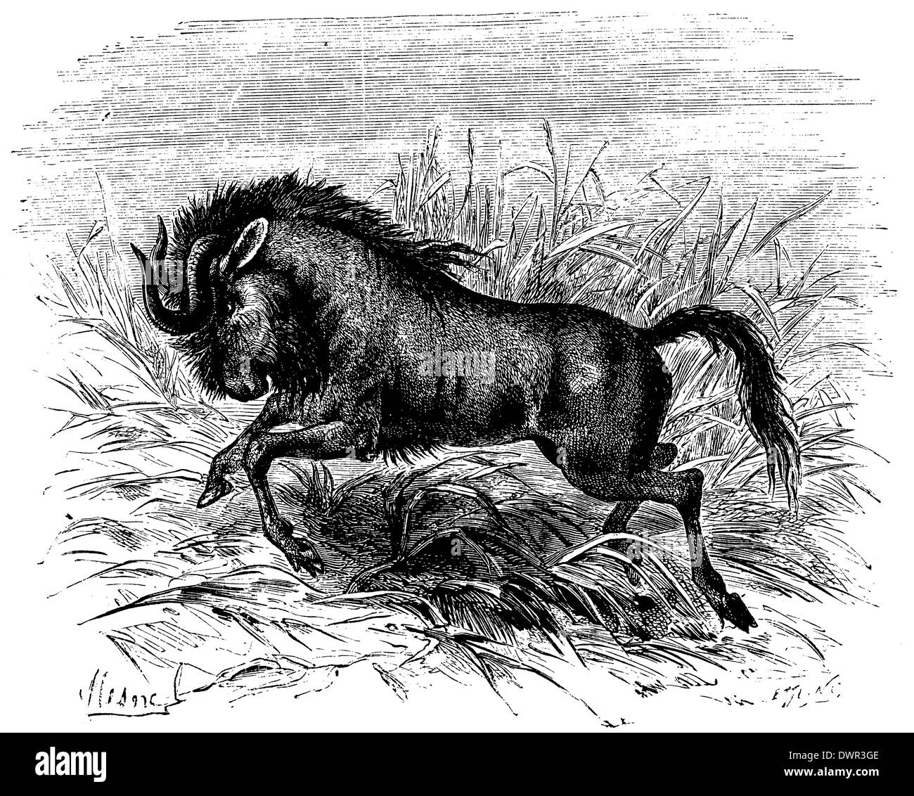 Gnu drawing hi-res stock photography and images - Alamy