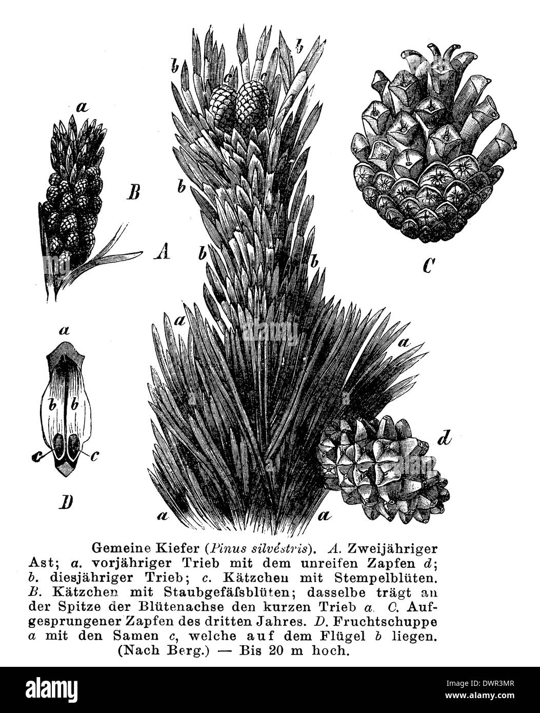 Plant pine Black and White Stock Photos & Images - Alamy