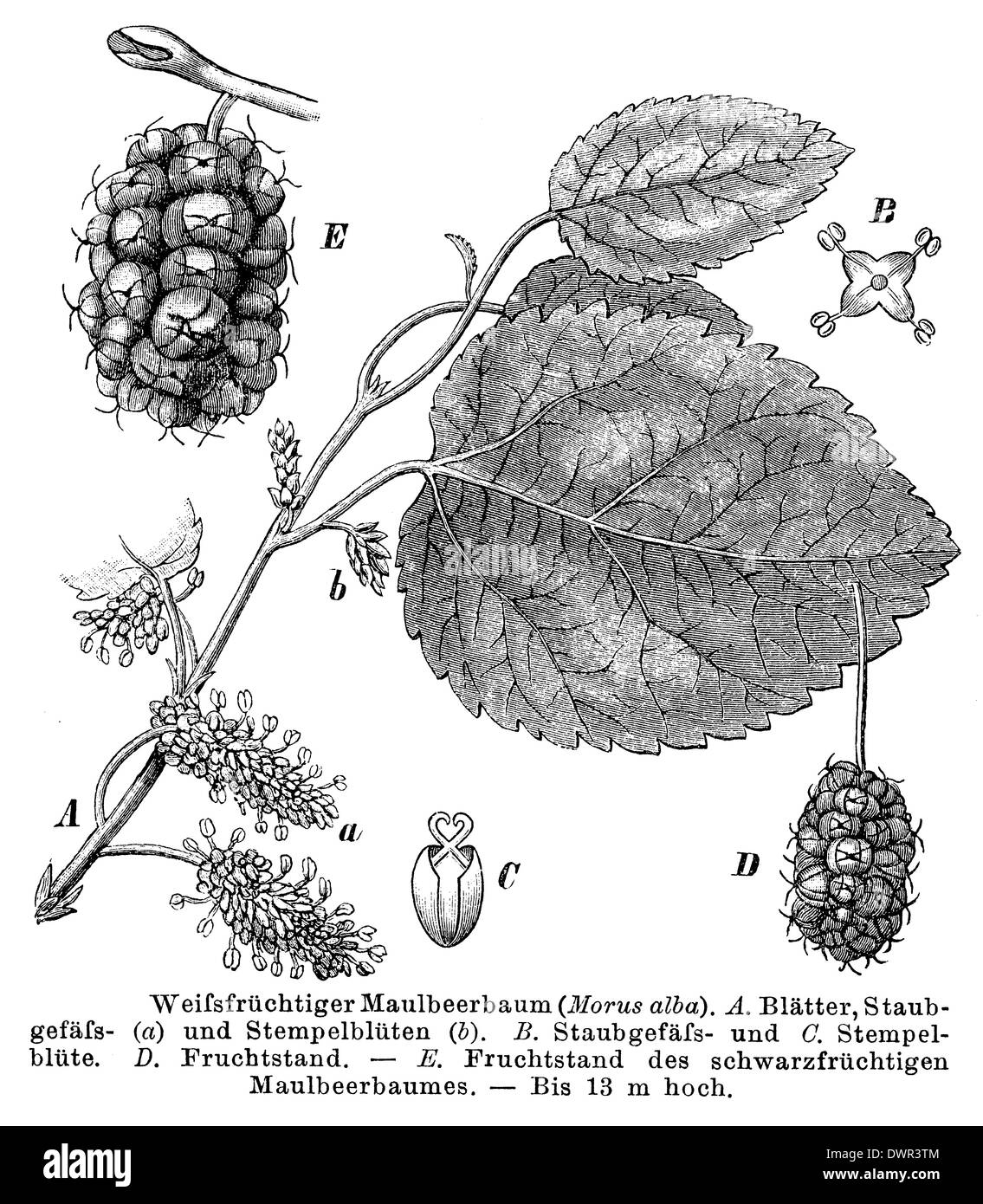 Mulberry family hi-res stock photography and images - Alamy