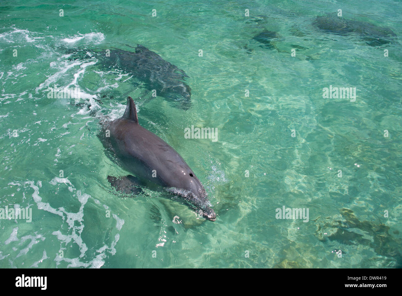 Honduras, Honduran Bay Islands, Sandy Bay. Roatan. Anthony's Key, pair ...