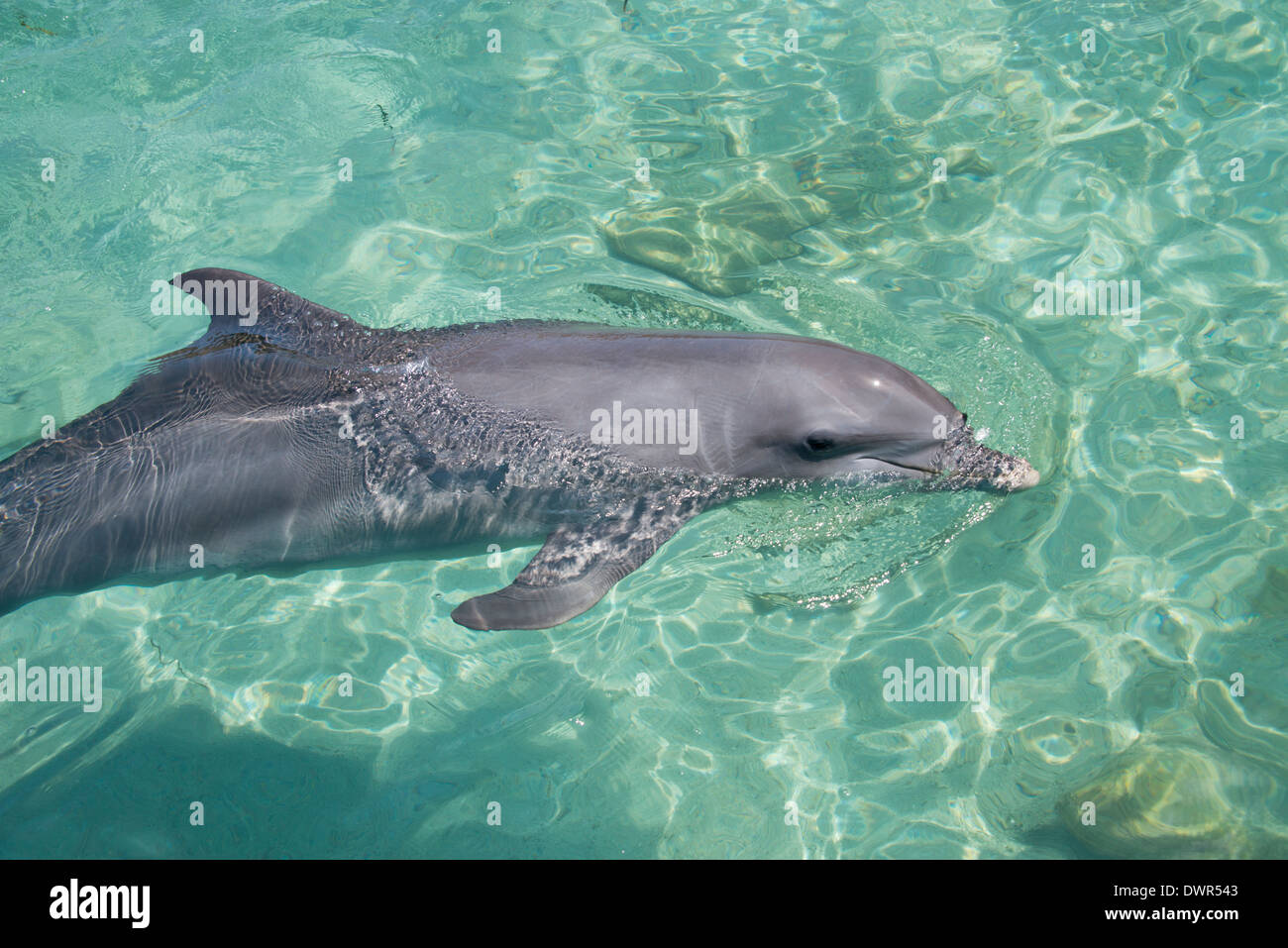 Honduras, Honduran Bay Islands, Roatan, Sandy Bay. Anthony's Key ...