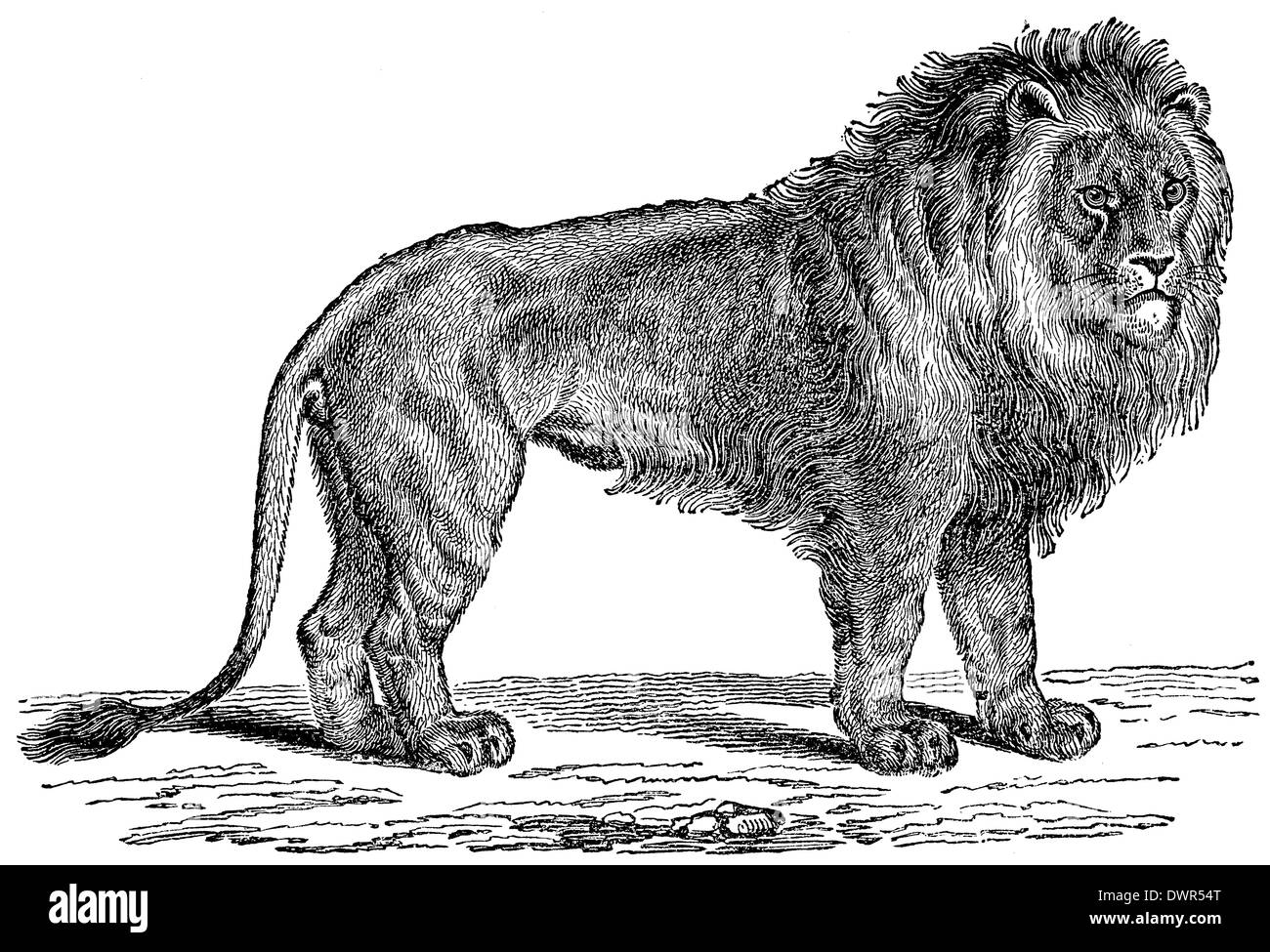 Felis leo lion hi-res stock photography and images - Alamy