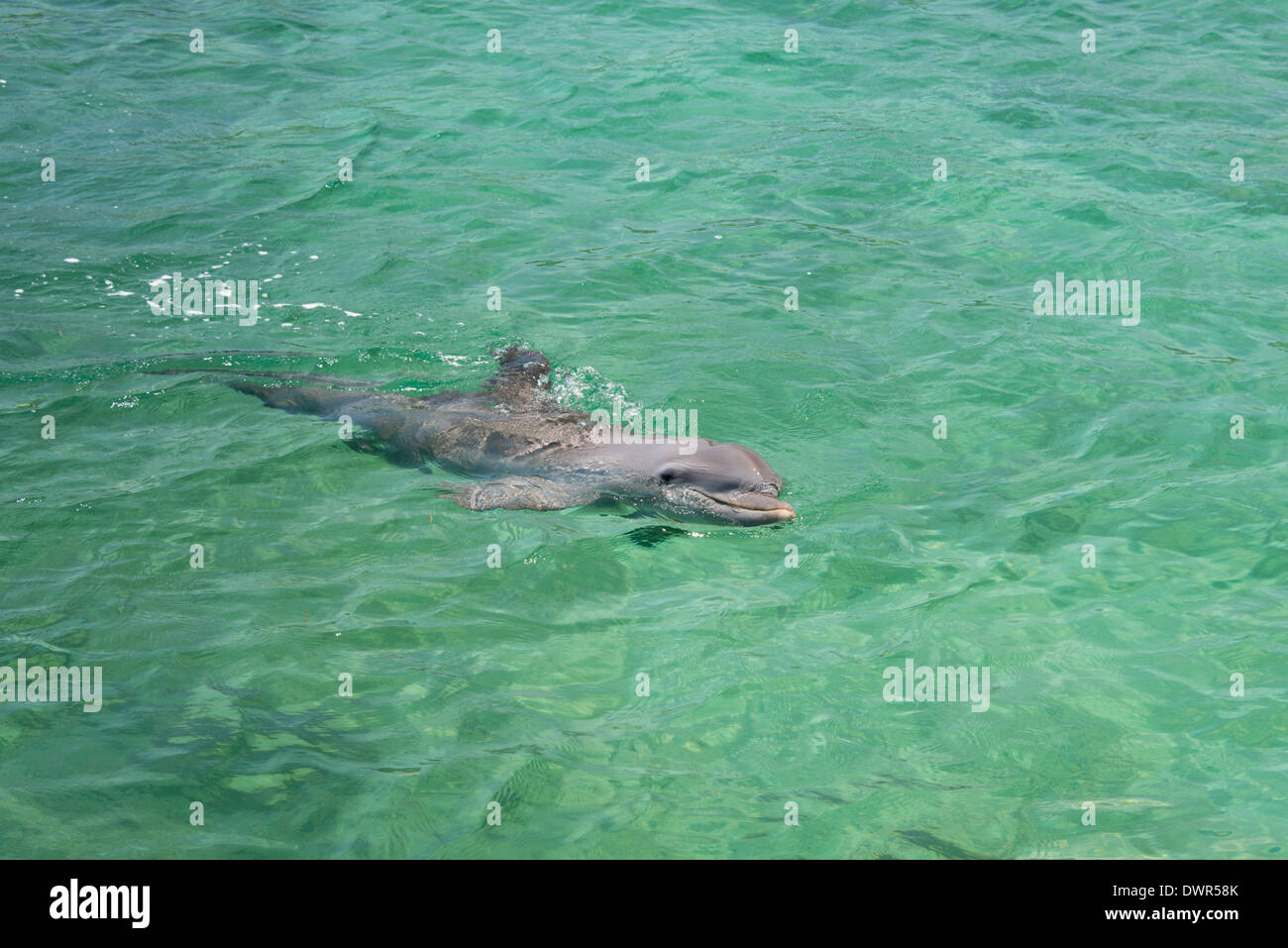 Honduras, Honduran Bay Islands, Roatan, Sandy Bay. Anthony's Key ...