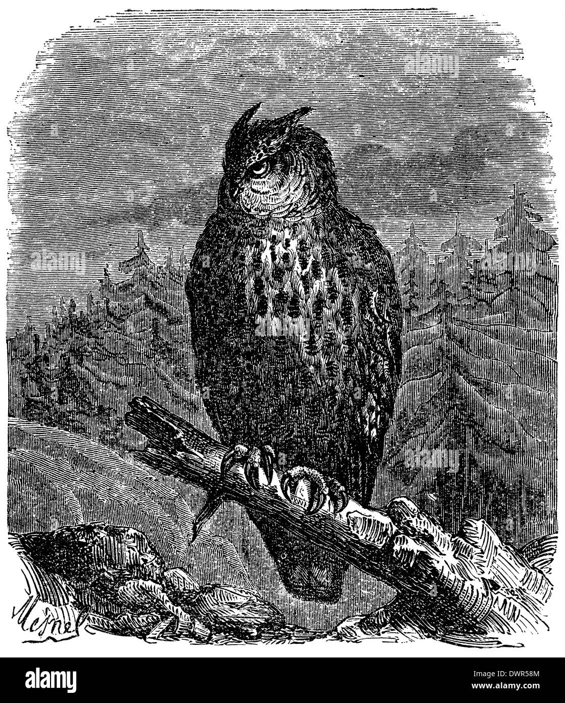 Black eagle owl hi-res stock photography and images - Alamy