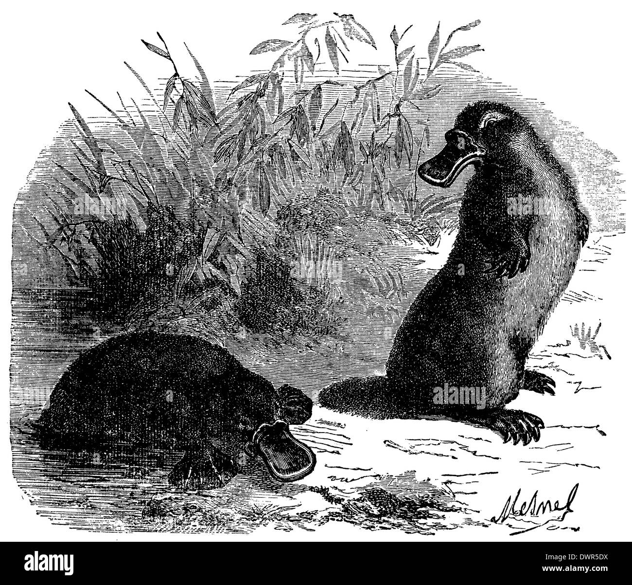 Duckbill Ray Drawings