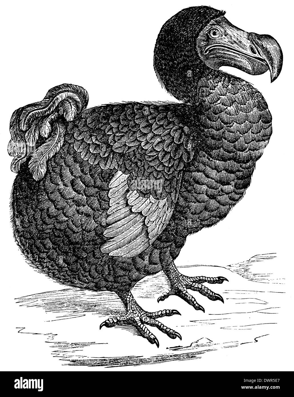 Dodo birds hi-res stock photography and images - Alamy