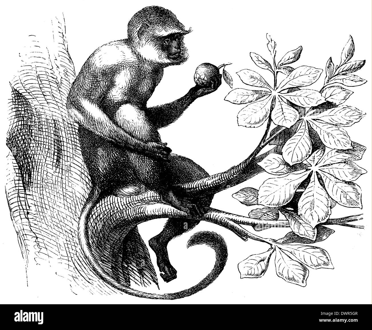 Hulman affen hi-res stock photography and images - Alamy