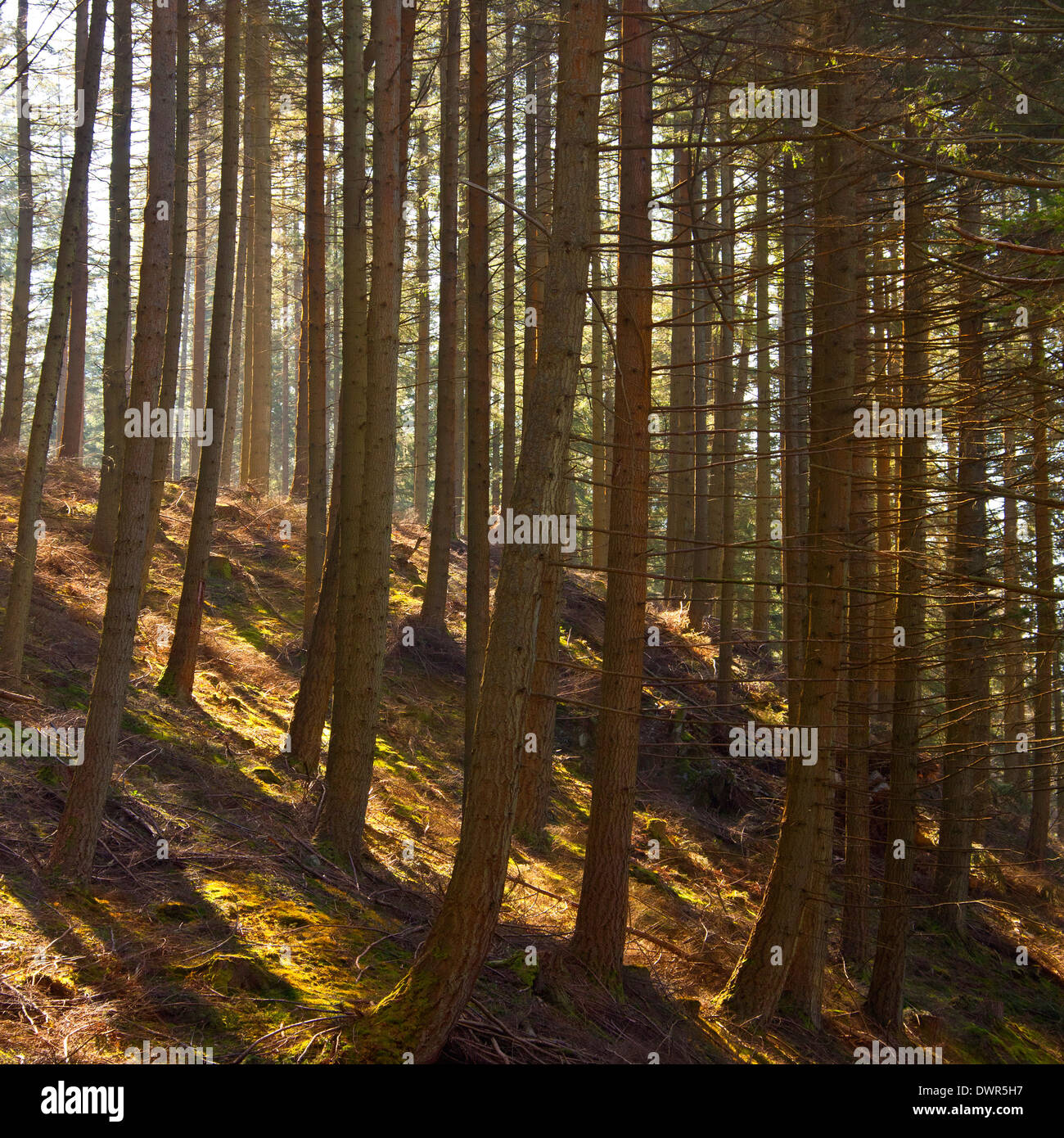 Trees plantation wales hi-res stock photography and images - Alamy