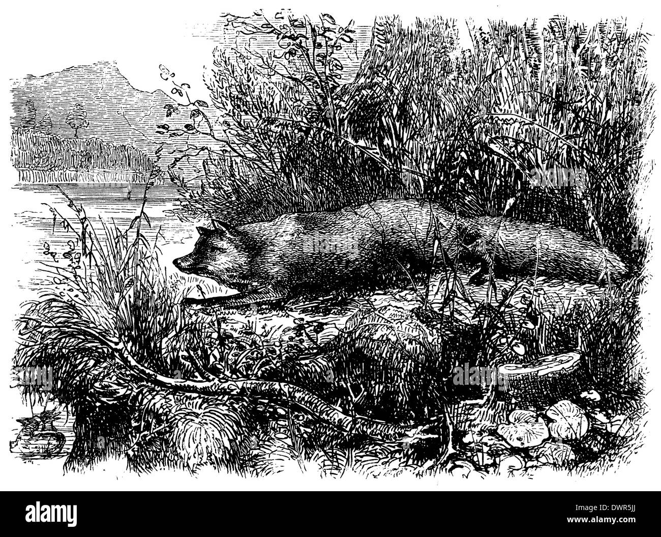 Fox canis vulpes hi-res stock photography and images - Alamy