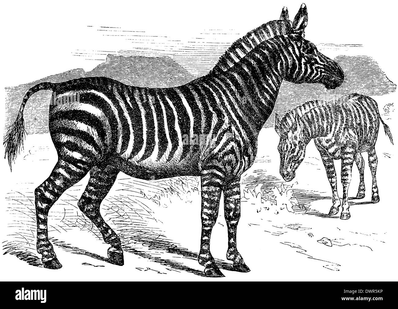 Zebra graphics hi-res stock photography and images - Alamy