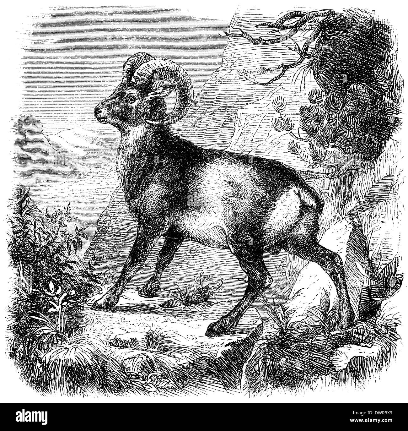 Black mouflon hi-res stock photography and images - Alamy