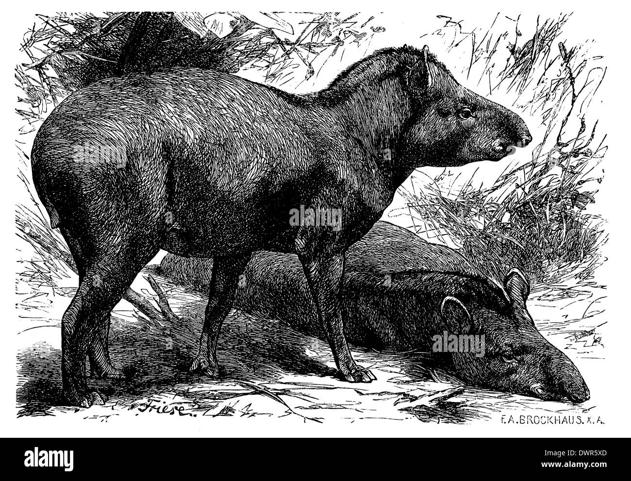 Black and white tapir hi-res stock photography and images - Alamy
