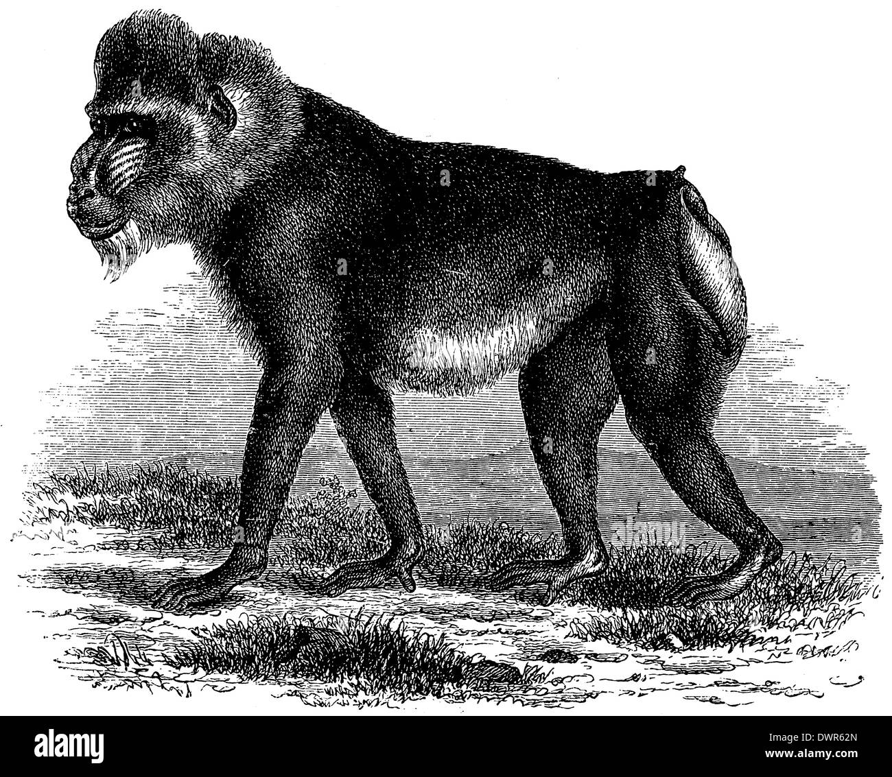 Mandrill affe hi-res stock photography and images - Alamy