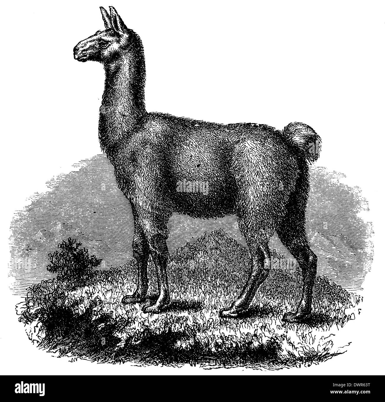 Lama Black and White Stock Photos & Images - Alamy