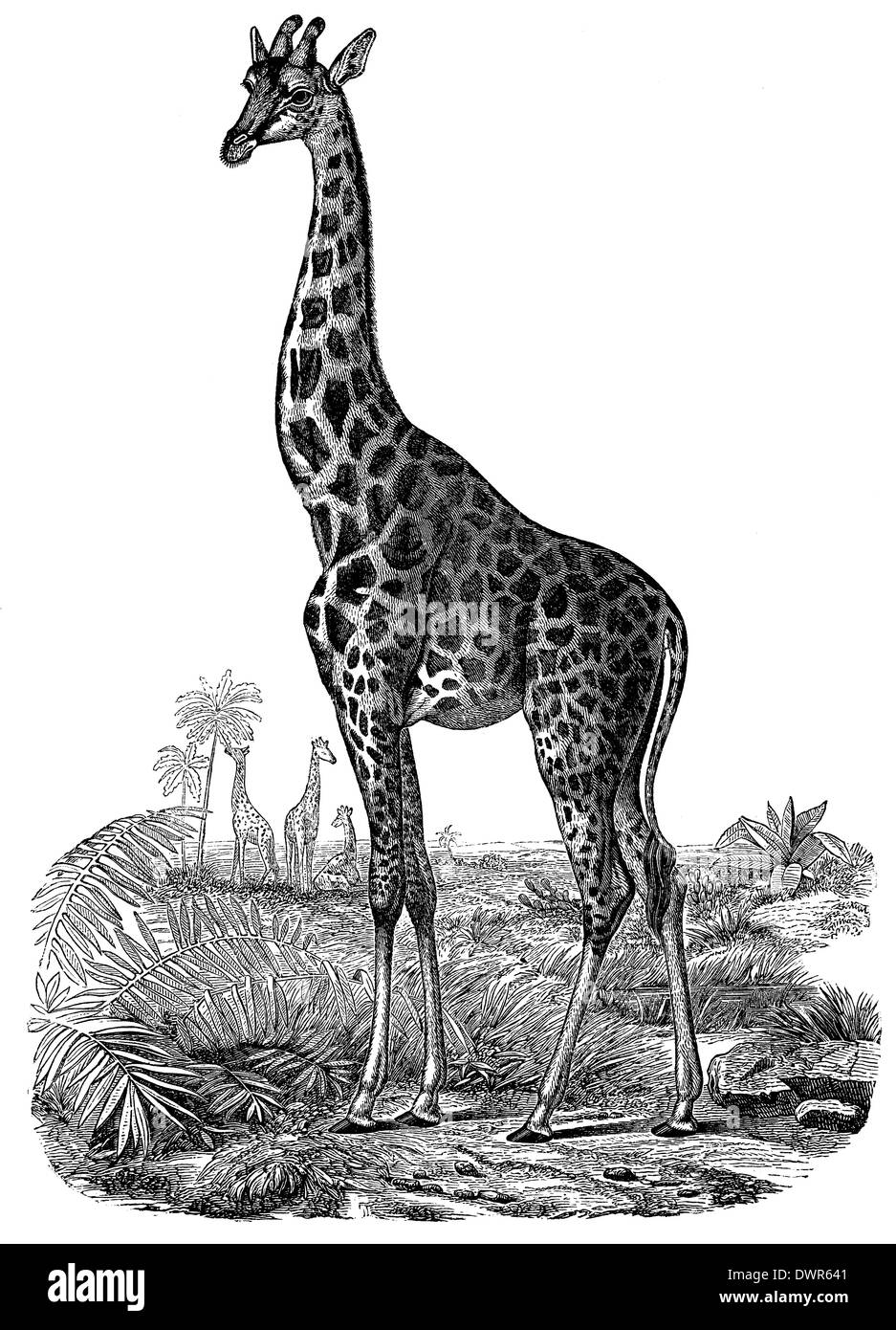 Giraffe engraving vintage hi-res stock photography and images - Alamy