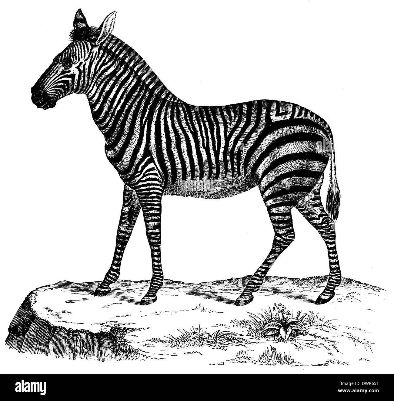 Zebra graphics hi-res stock photography and images - Alamy