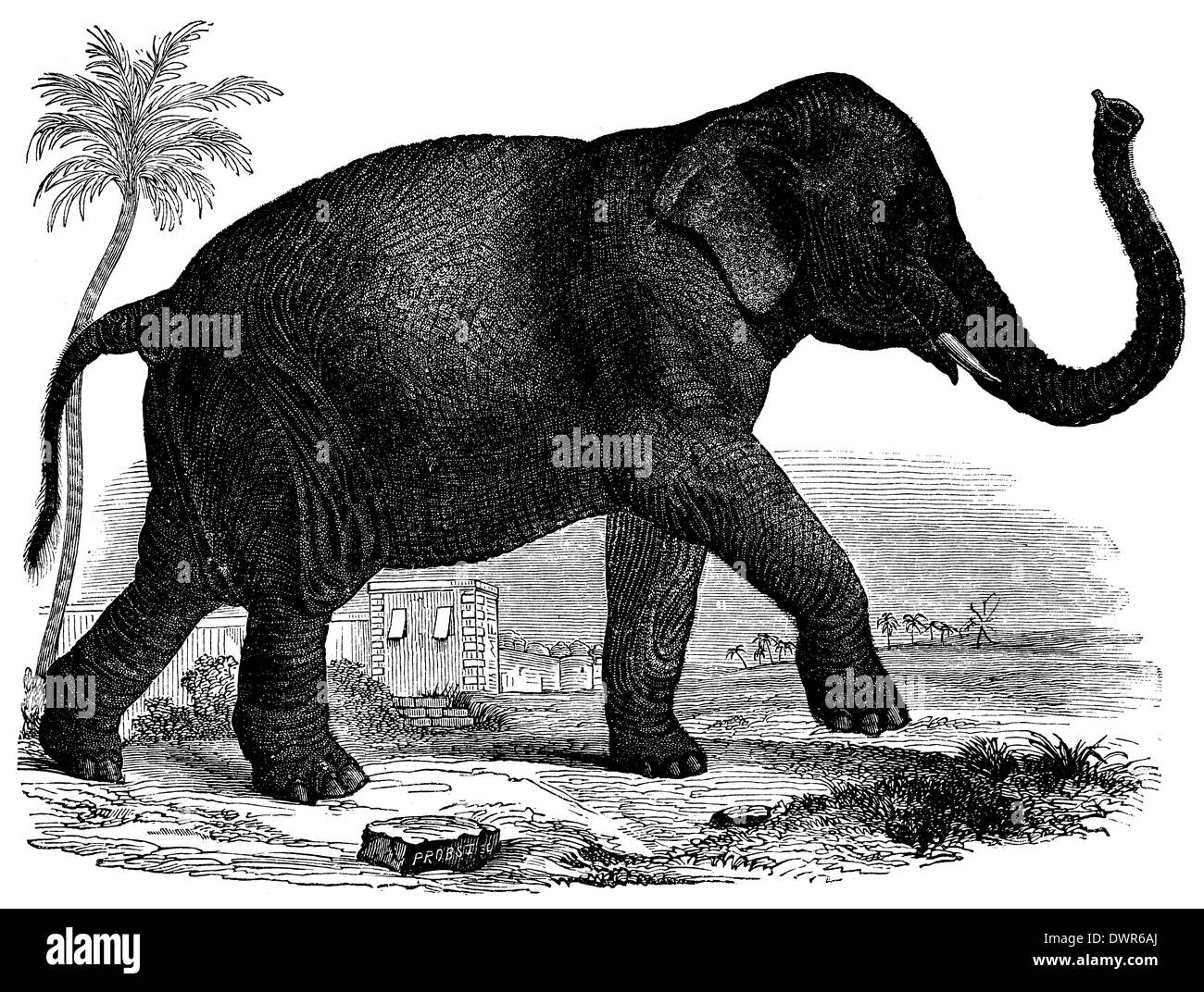 Asian elephant illustration mammal asian elephant hi-res stock ...