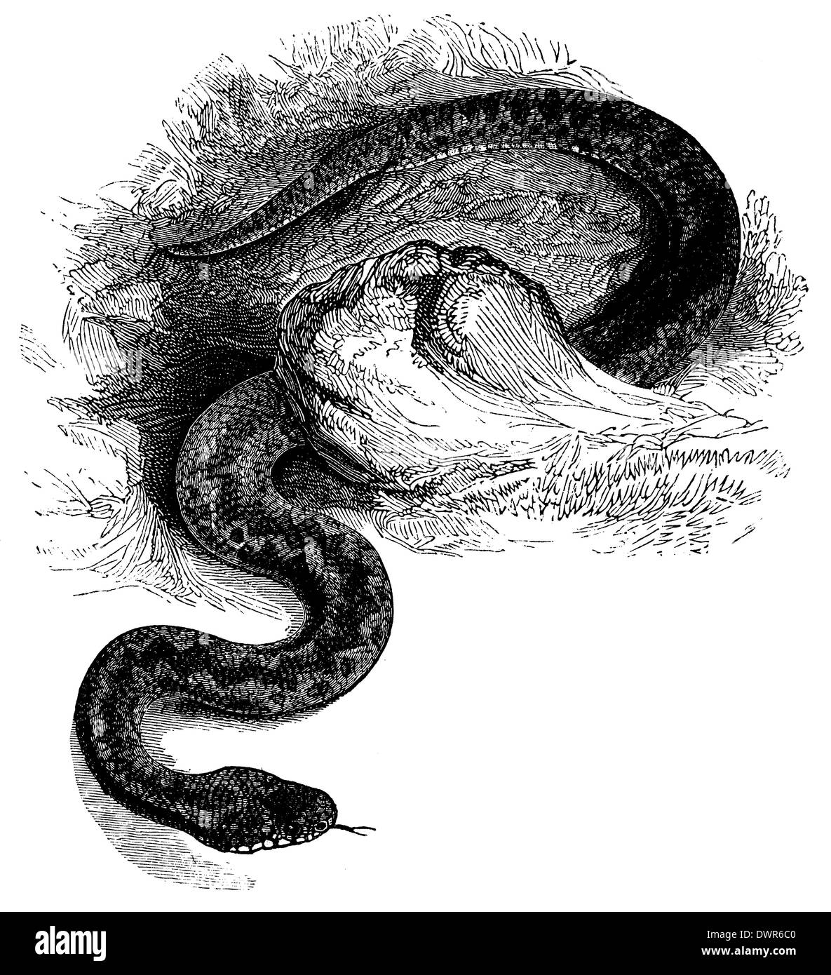 The black adder Cut Out Stock Images & Pictures - Alamy