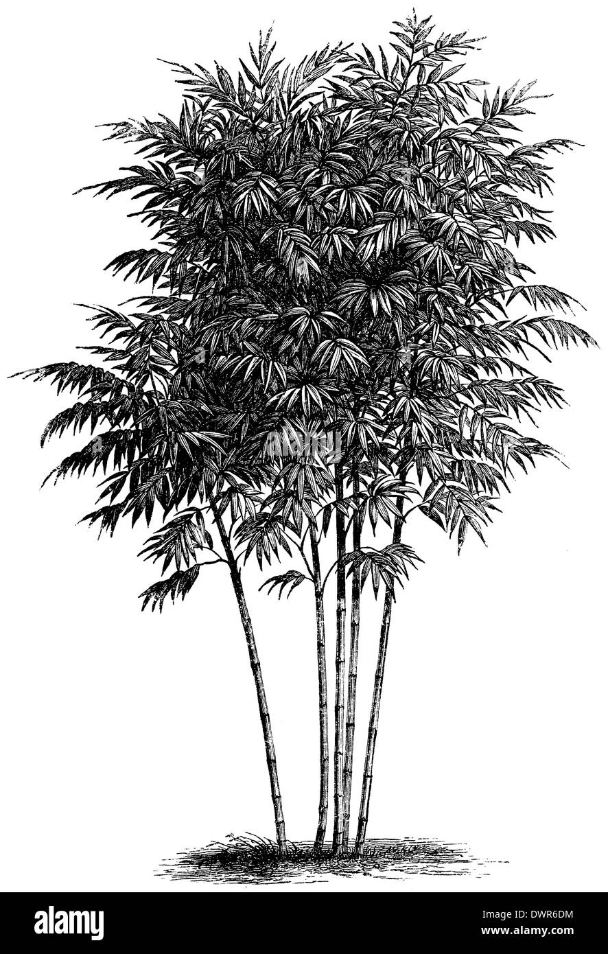 Bamboo drawing hi-res stock photography and images - Alamy