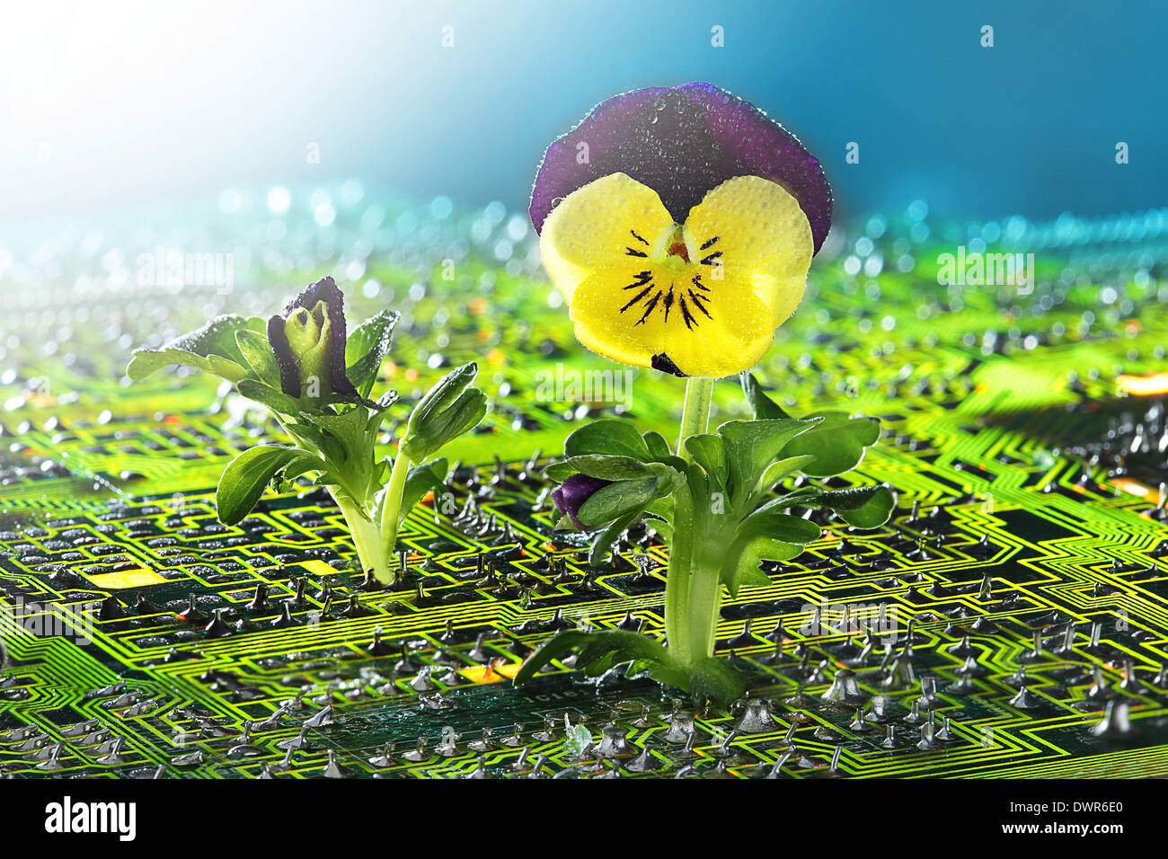 Flower growing on circuit board Stock Photo - Alamy