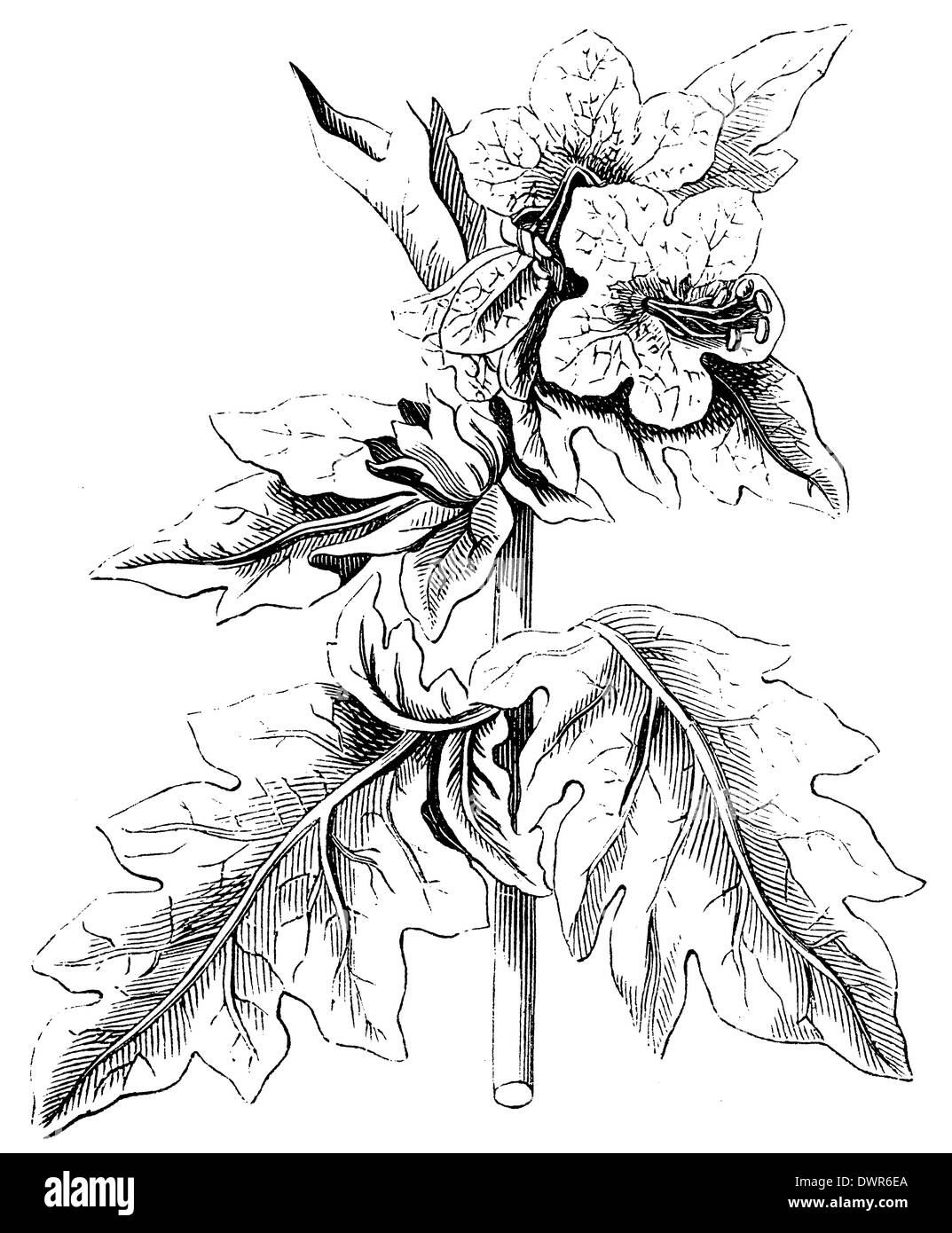 Henbane botanical illustration Cut Out Stock Images & Pictures - Alamy