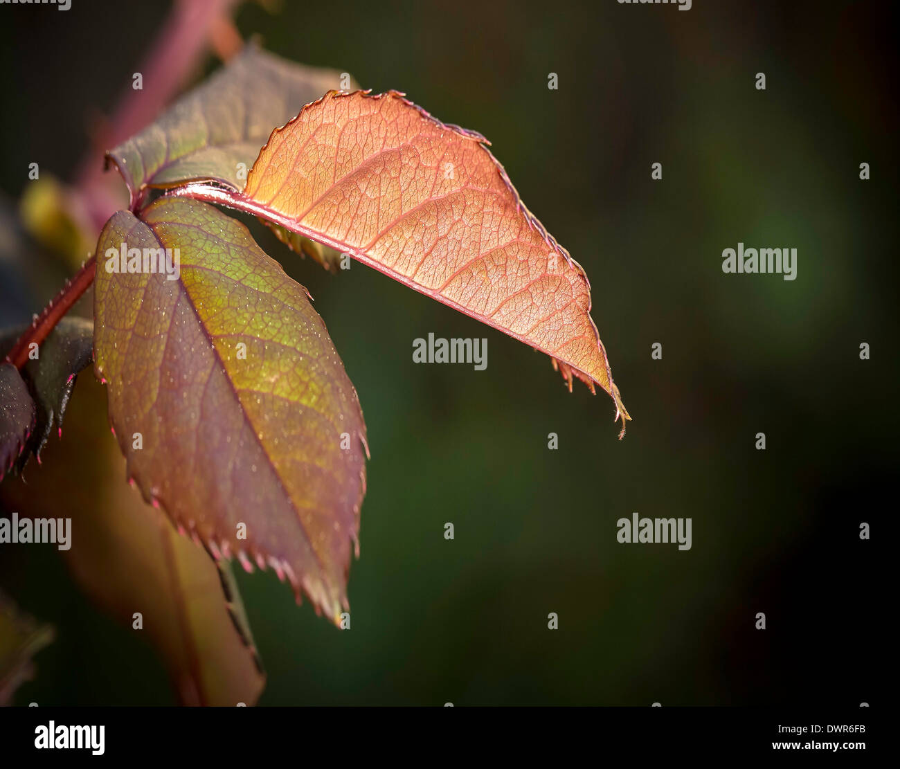 Rose and leaf hi-res stock photography and images - Alamy