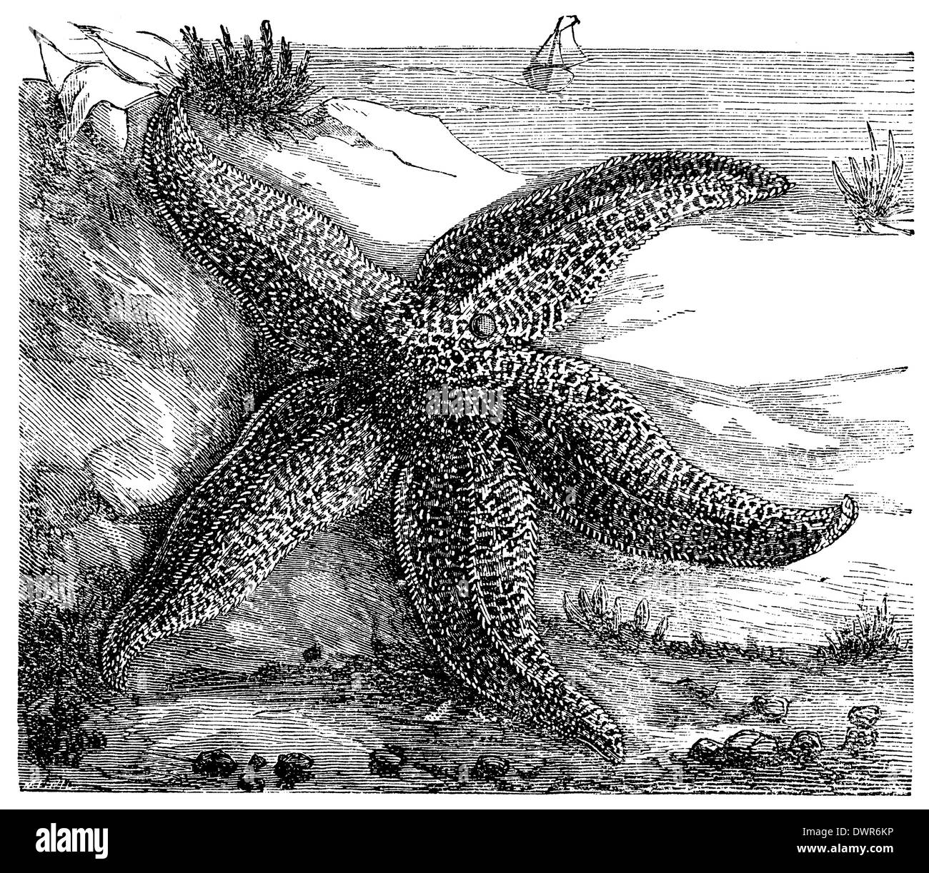 Starfish drawing Black and White Stock Photos & Images - Alamy