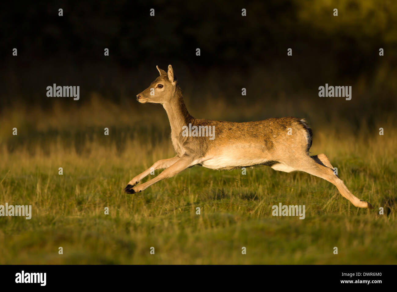 Red deer doe running with all feet off the ground Stock Photo - Alamy