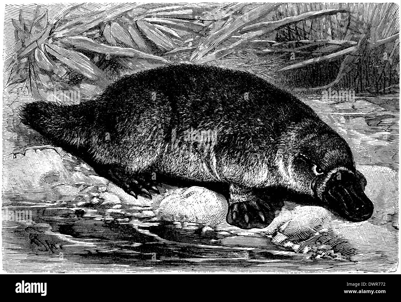 Duckbill platypus hi-res stock photography and images - Alamy