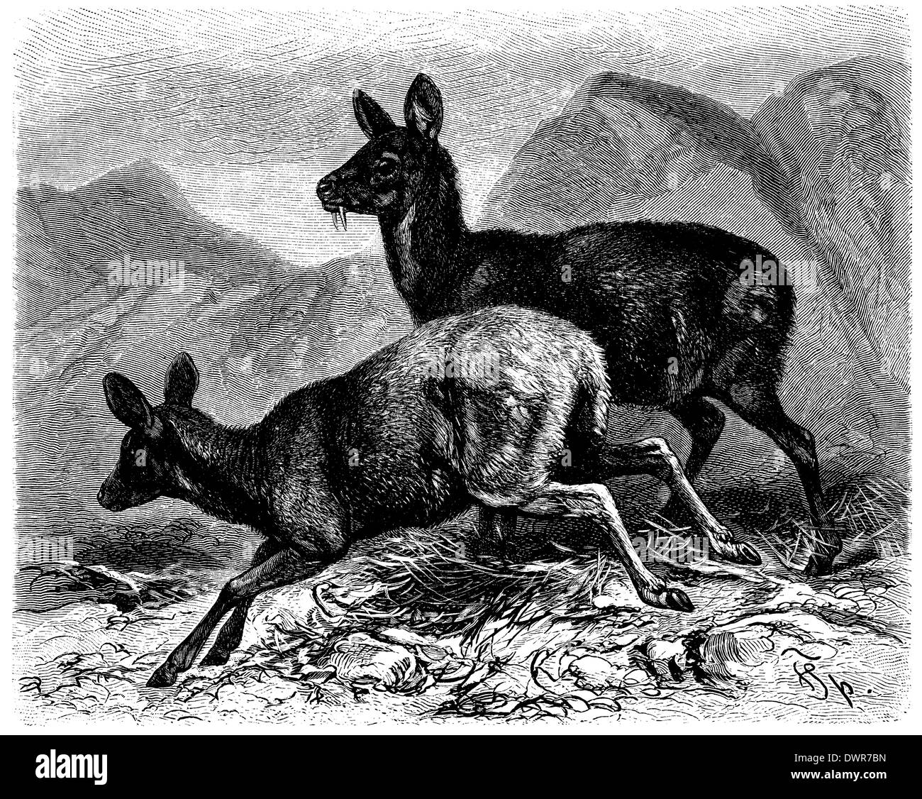 Black musk deer hi-res stock photography and images - Alamy
