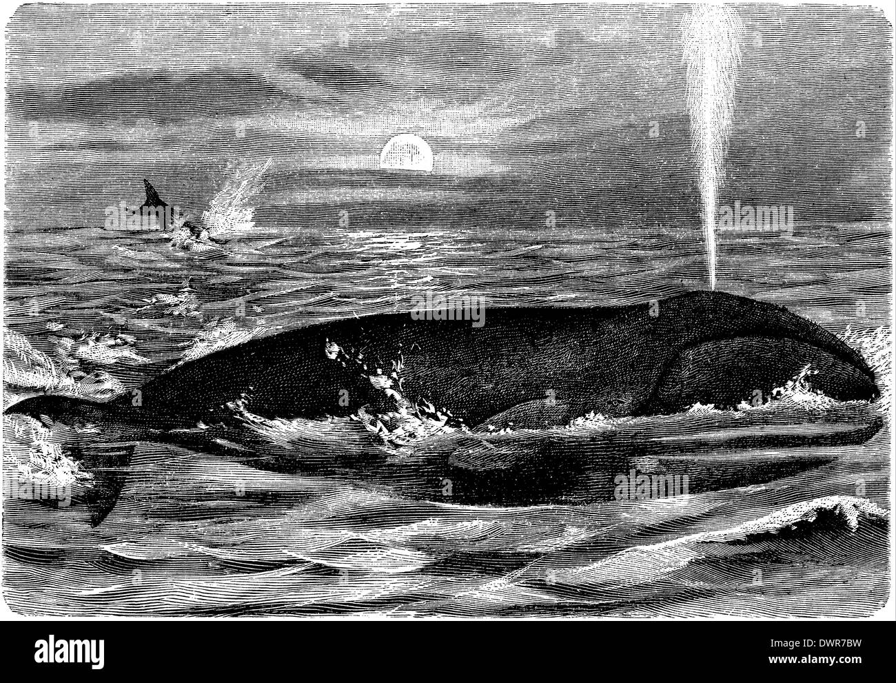 Bowhead whale not dead not capture hi-res stock photography and images ...