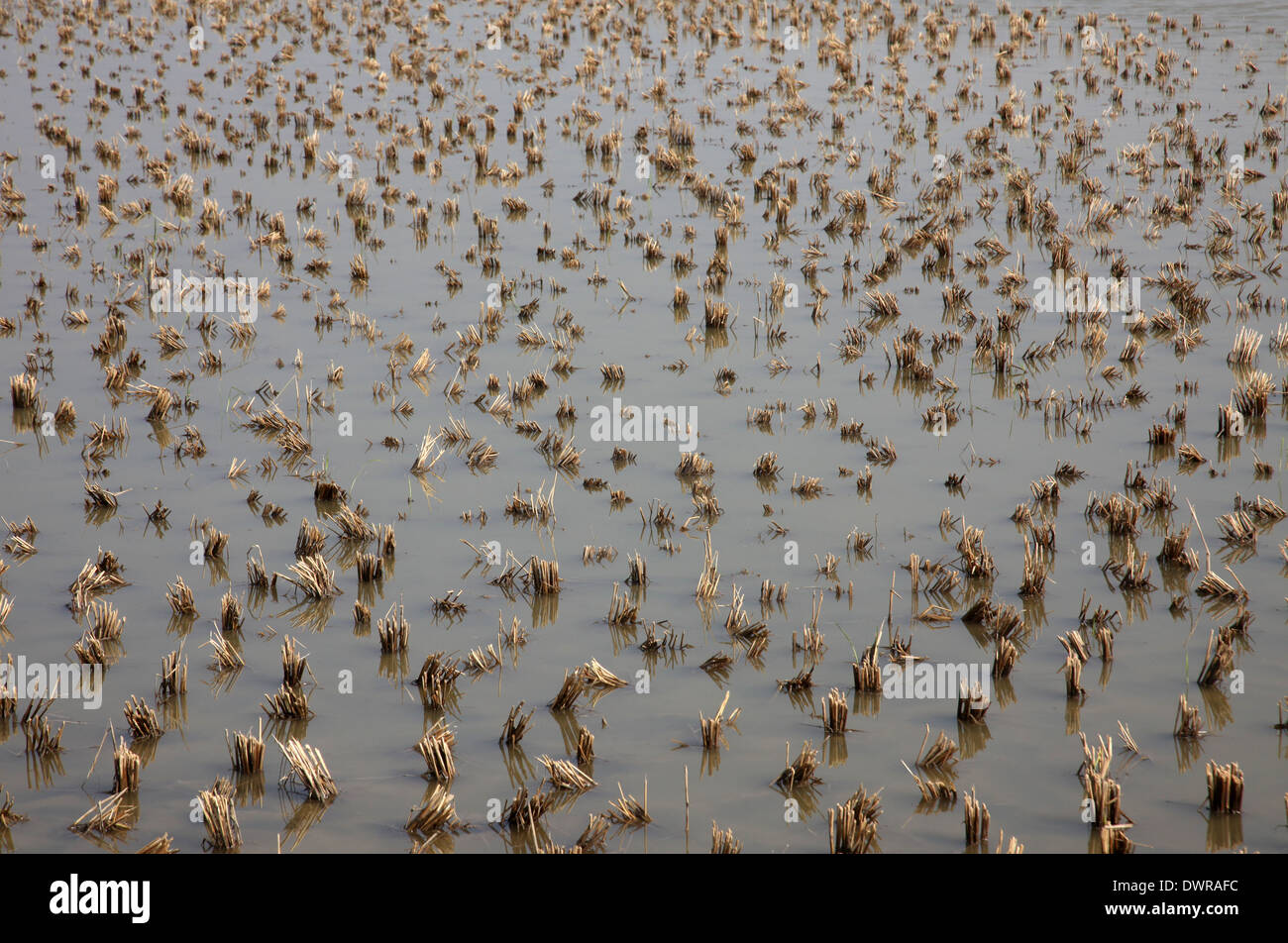 Rice field after harvesting hi-res stock photography and images - Alamy