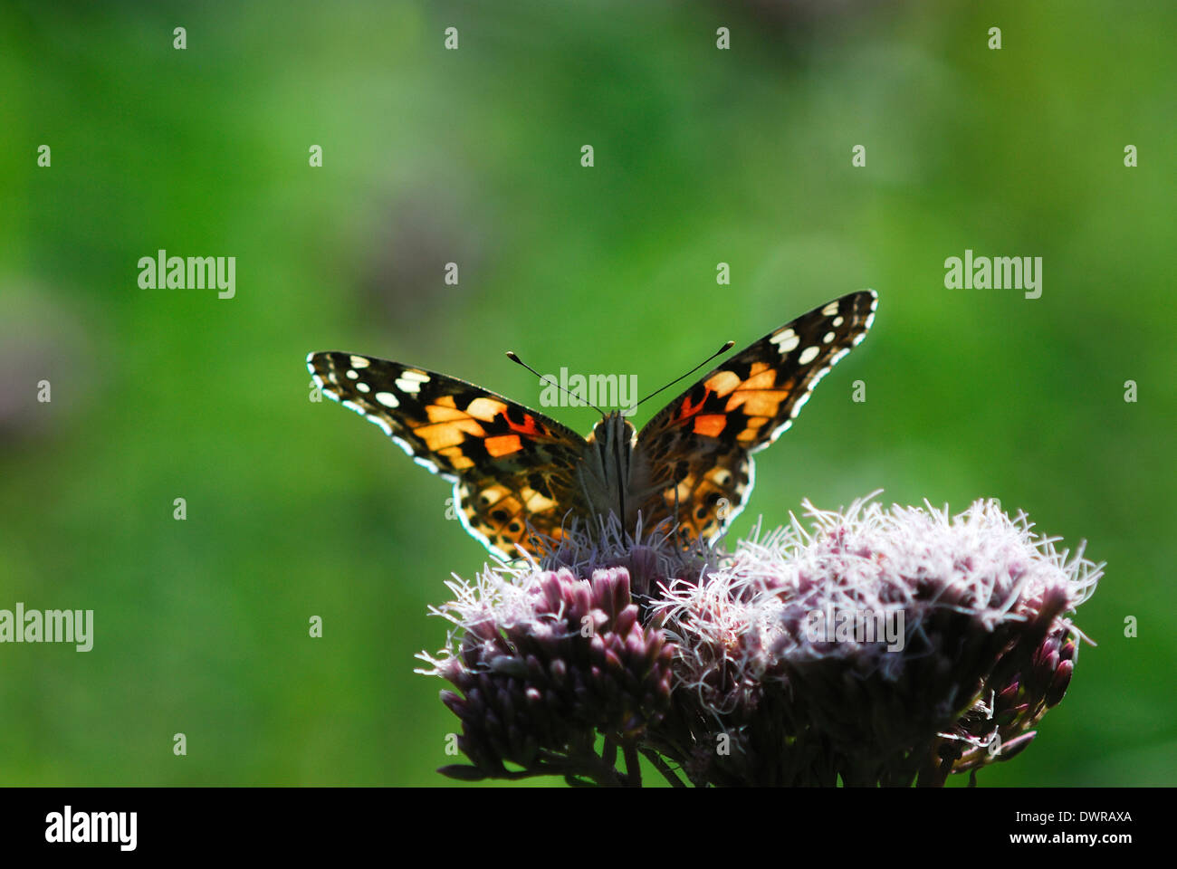 Painted lady butterfly Stock Photo - Alamy