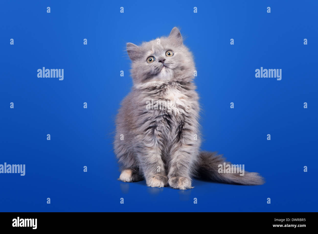 Grey Scottish purebred cat is sitting on blue background Stock Photo ...