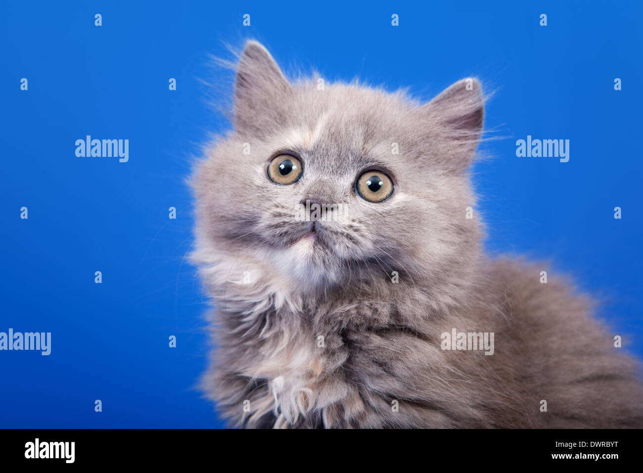 Grey Scottish purebred cat is sitting on blue background Stock Photo ...