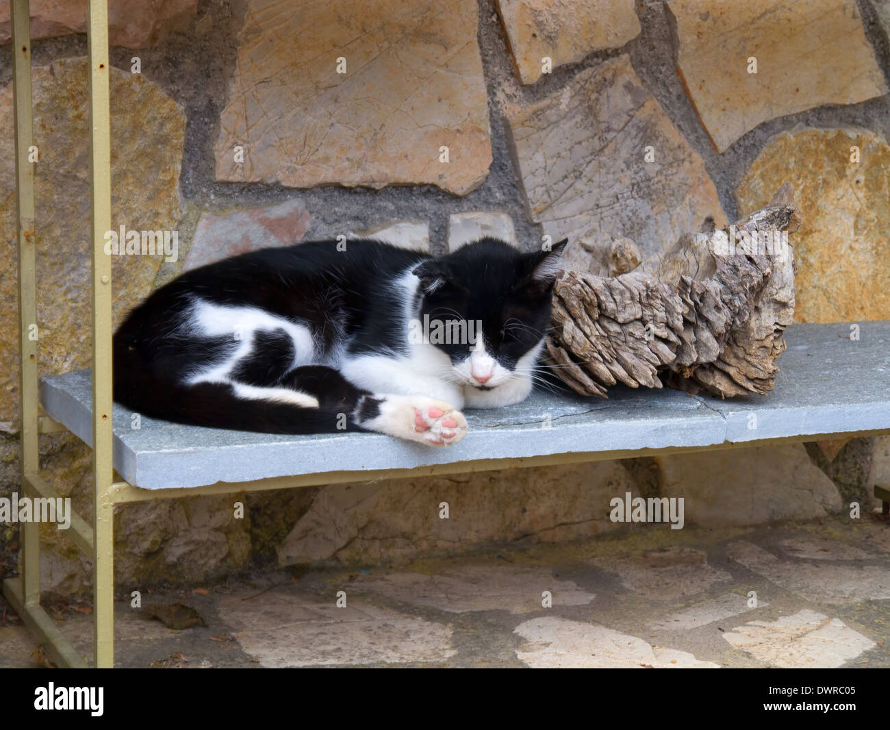 Cat lazing hi-res stock photography and images - Alamy