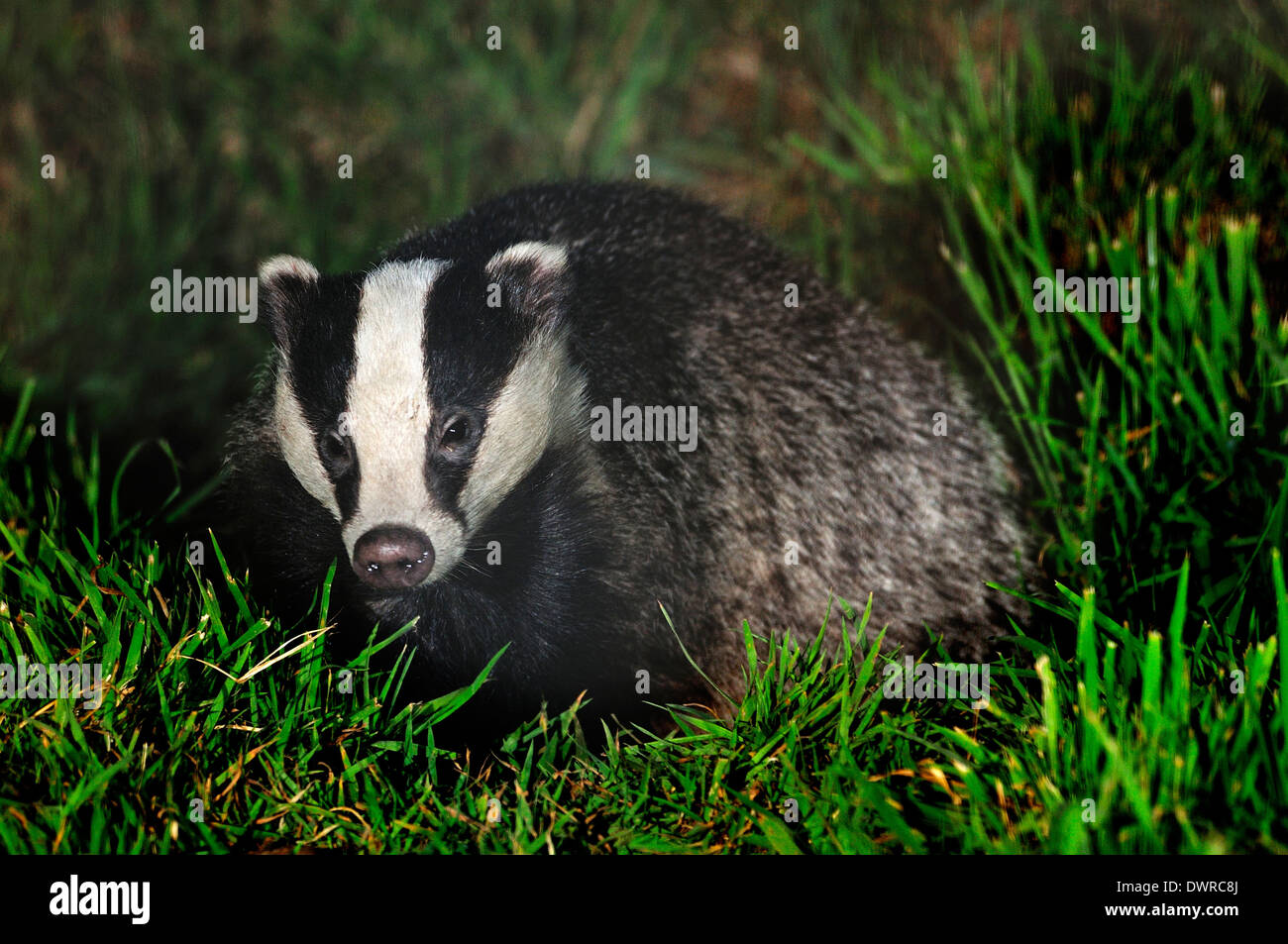 badger meles meles Dorset UK Stock Photo - Alamy