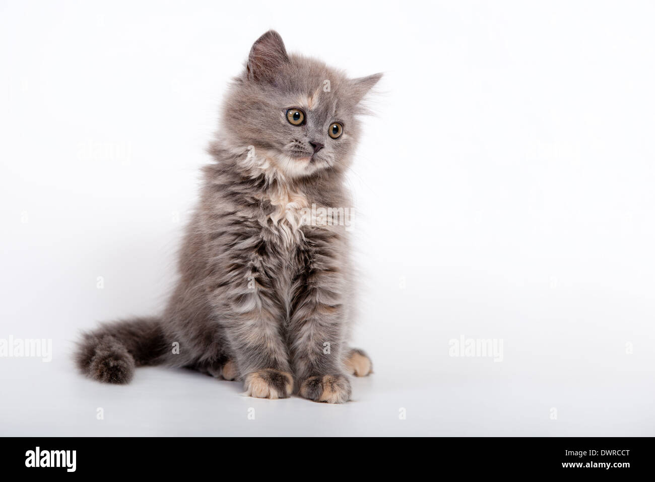 Scottish straight longhair hi-res stock photography and images - Alamy