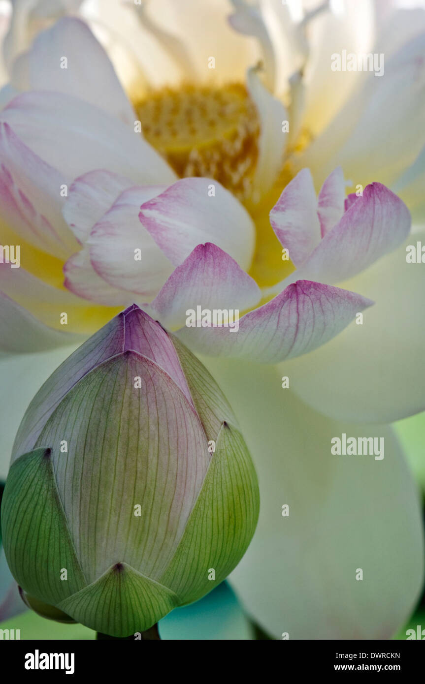 Mrs slocum hi-res stock photography and images - Alamy