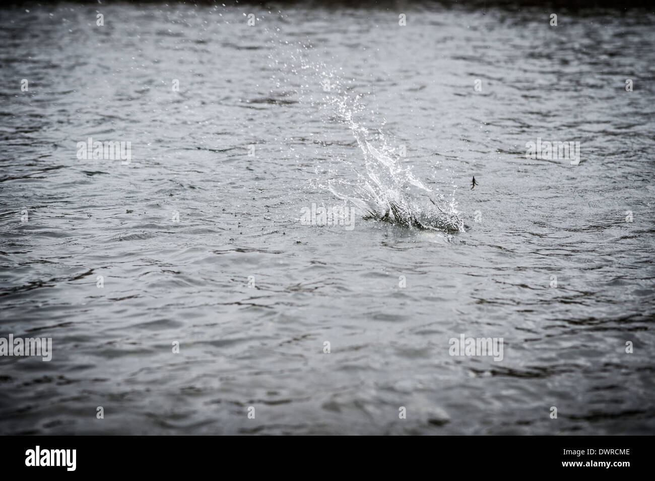 Fish splashing in the river Stock Photo - Alamy