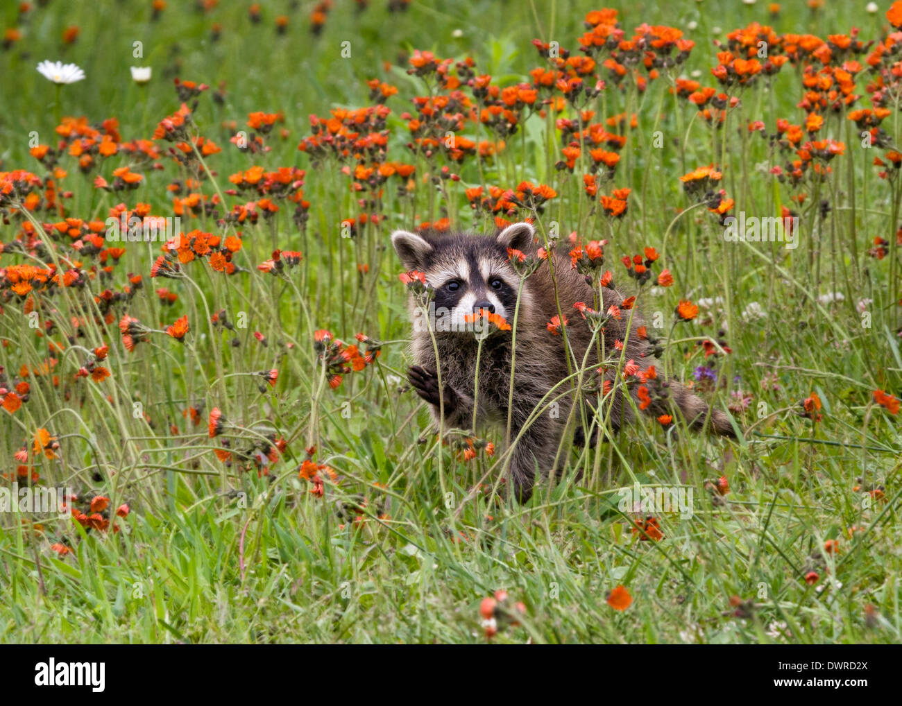 Young Raccoon Smelling the Wildflowers Stock Photo - Alamy