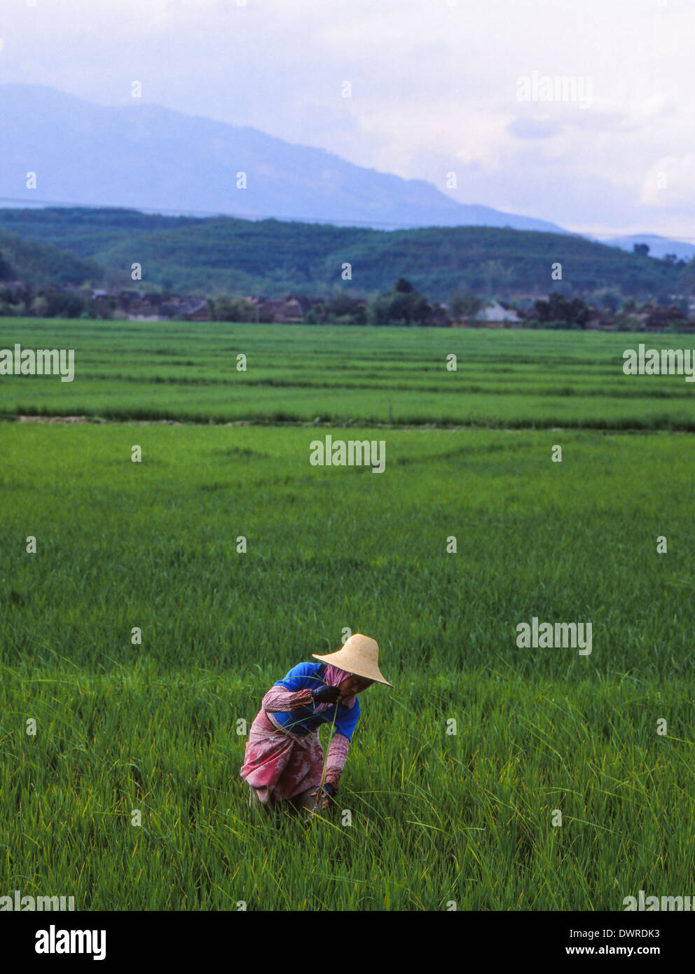 Chinese peasant women work in the rice fields hi-res stock photography ...