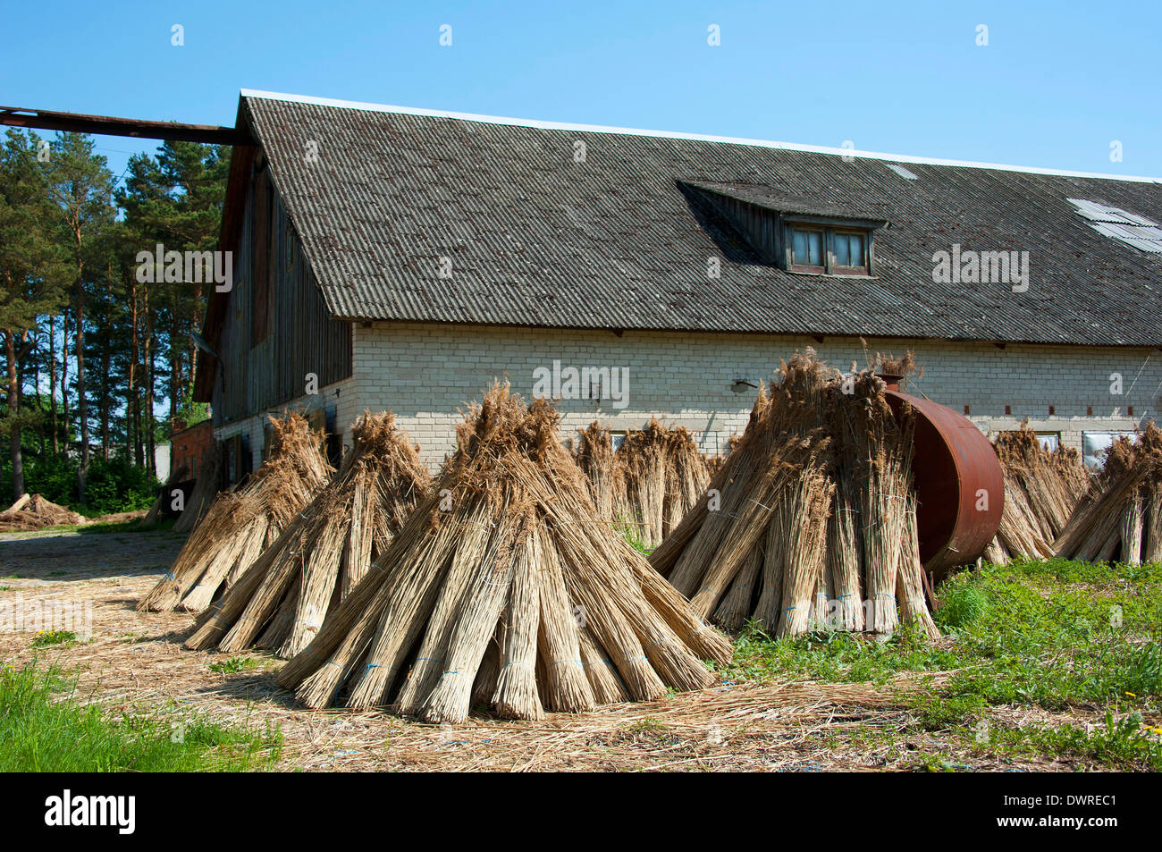 Harvesting reeds hi-res stock photography and images - Alamy