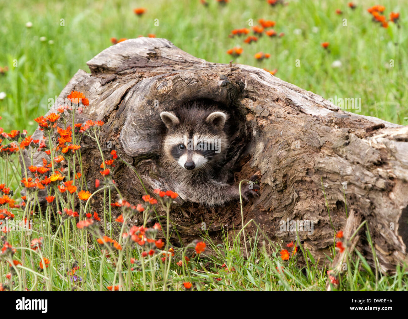 Raccoon Peeking out of a Hole in a Log Surrounded by Wildflowers Stock ...