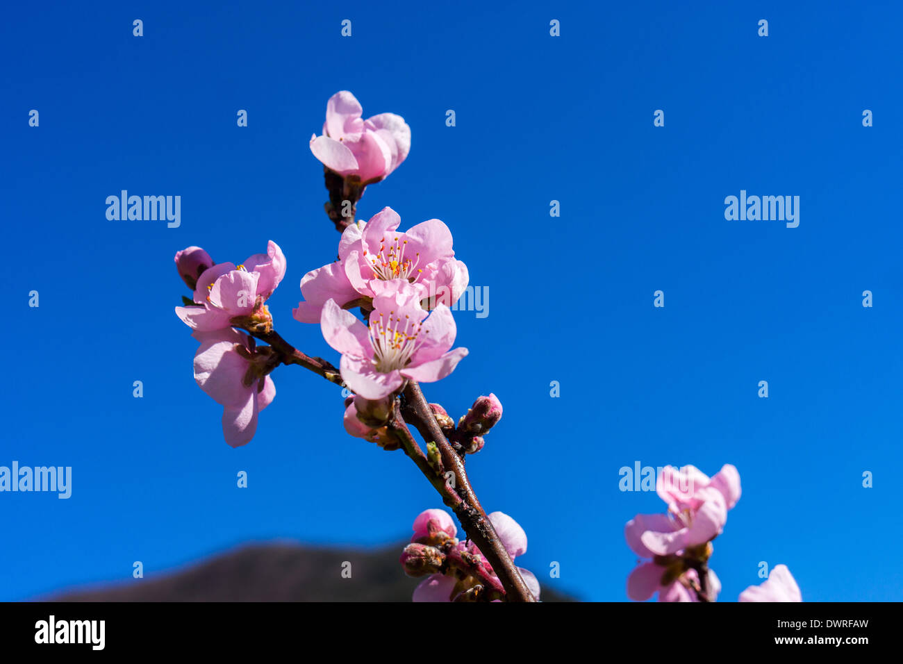Peach blossom hi-res stock photography and images - Alamy