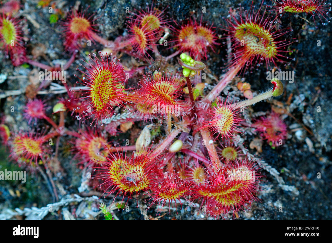 Sundew flower hi-res stock photography and images - Alamy