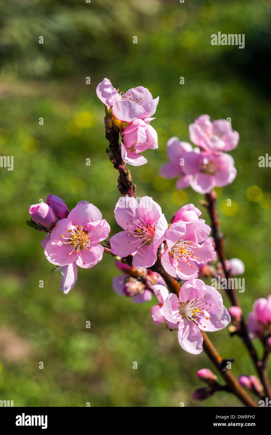 Pink peach hi-res stock photography and images - Alamy