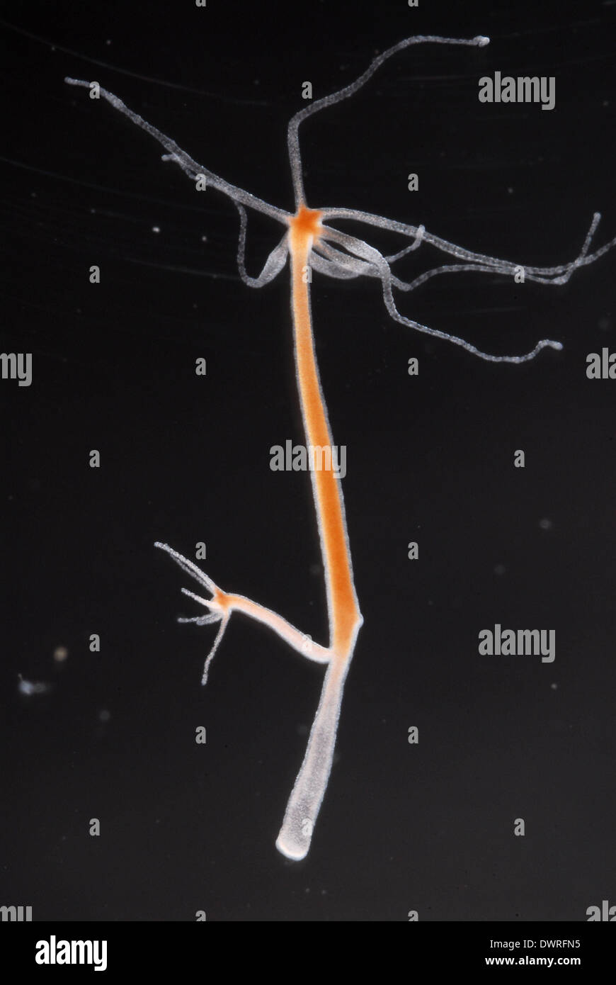 Cnidaria Hydra High Resolution Stock Photography and Images - Alamy