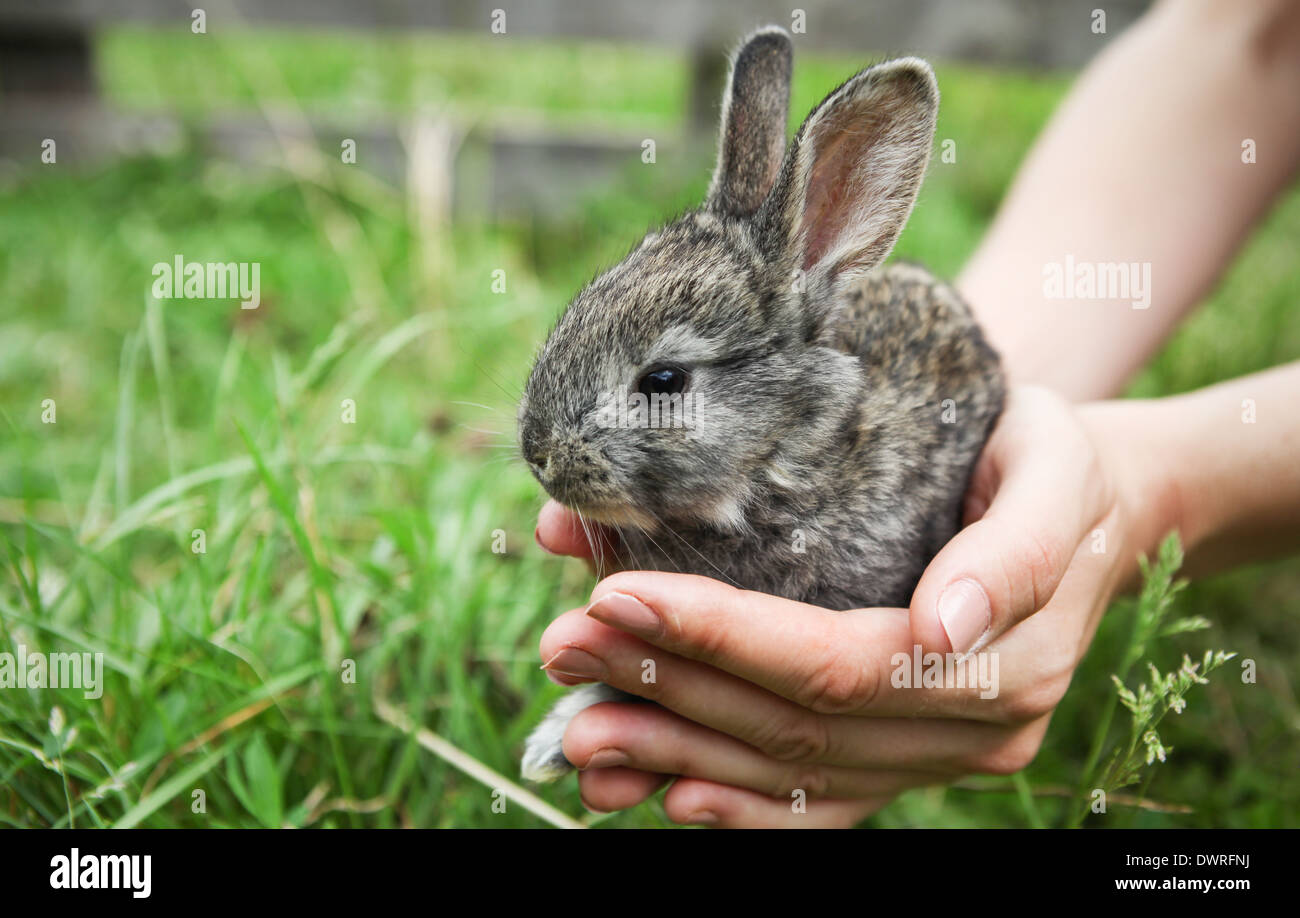 Bunnys High Resolution Stock Photography and Images - Alamy